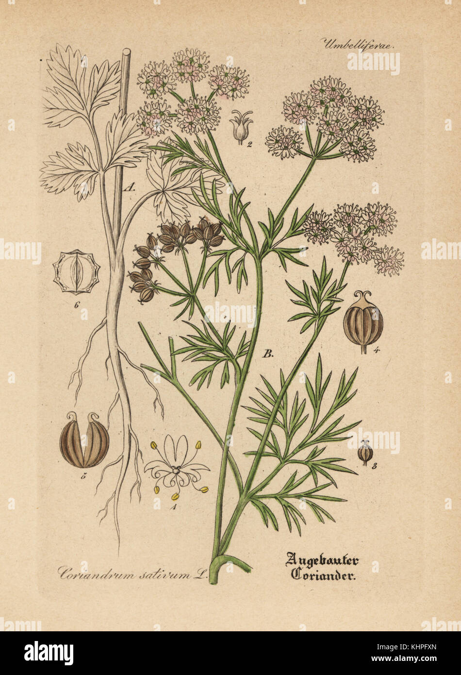 Coriander or cilantro, Coriandrum sativum. Handcoloured copperplate engraving from Dr. Willibald ...