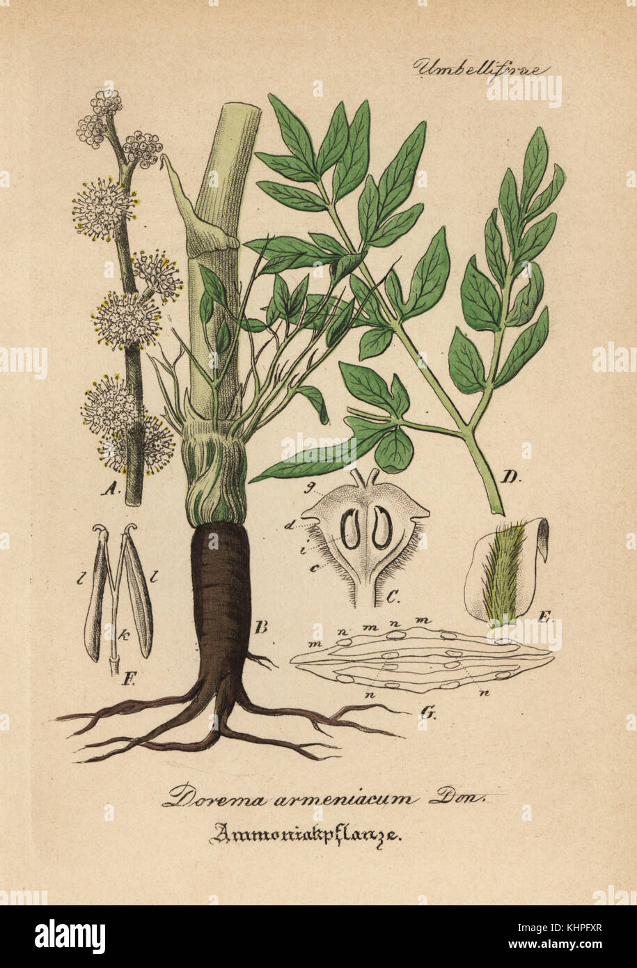 Gum ammoniac, Dorema ammoniacum (Dorema armeniacum). Handcoloured ...