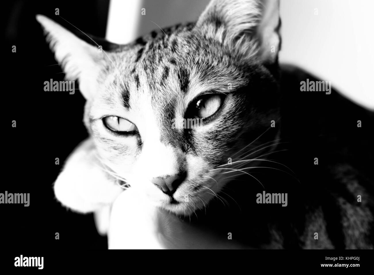 Train of thought Stock Photo - Alamy