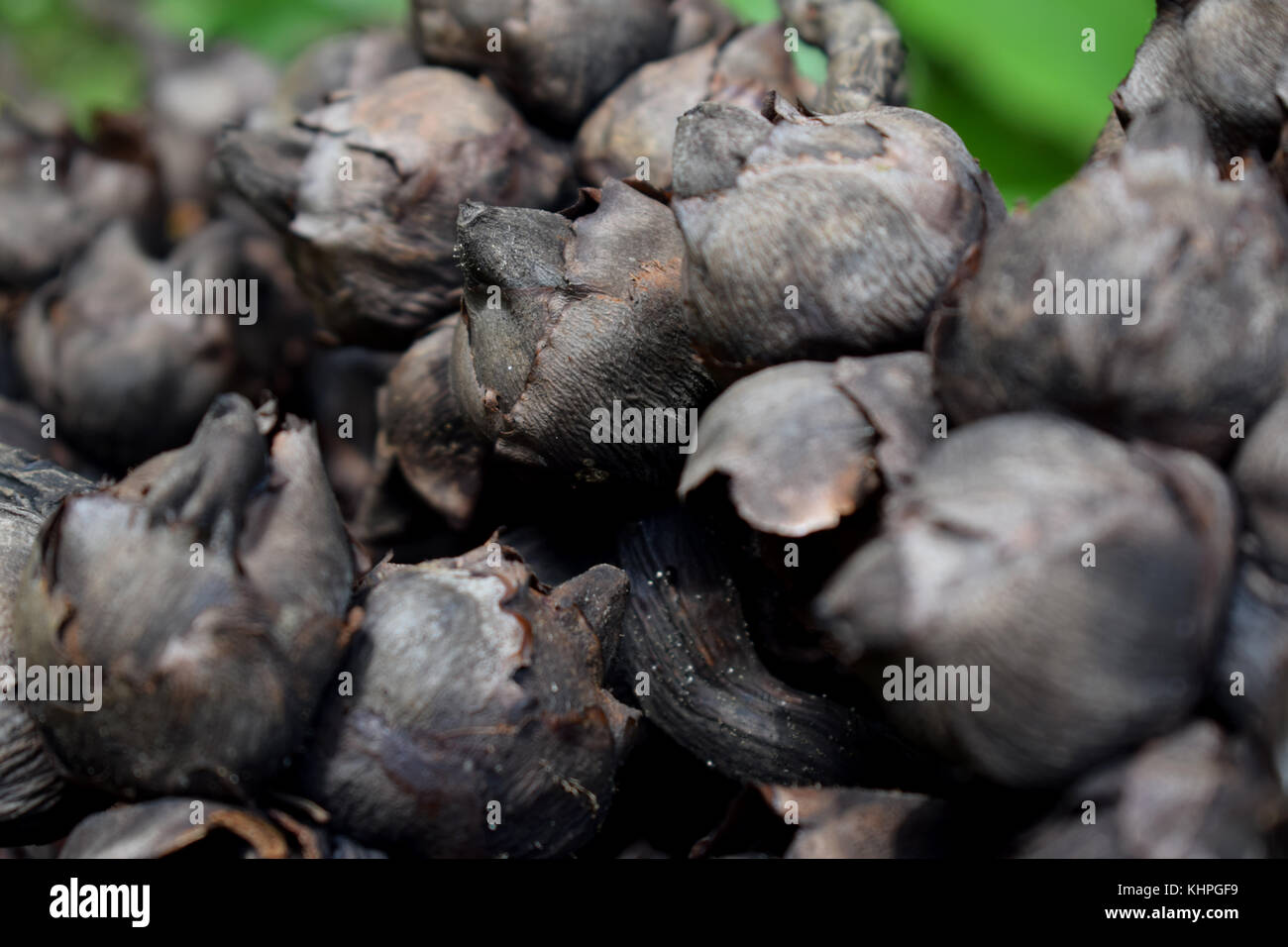 Dead coconuts hi-res stock photography and images - Alamy