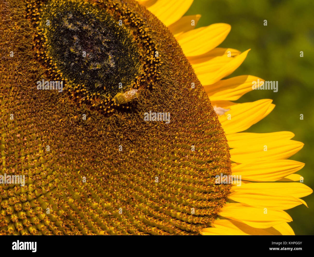 Sunflower blossom nature plant bee pollen seeds natural Stock Photo - Alamy