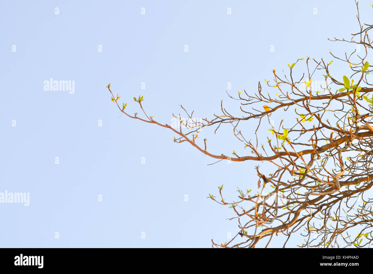 Terminalia catappa tree ,sky background Stock Photo - Alamy