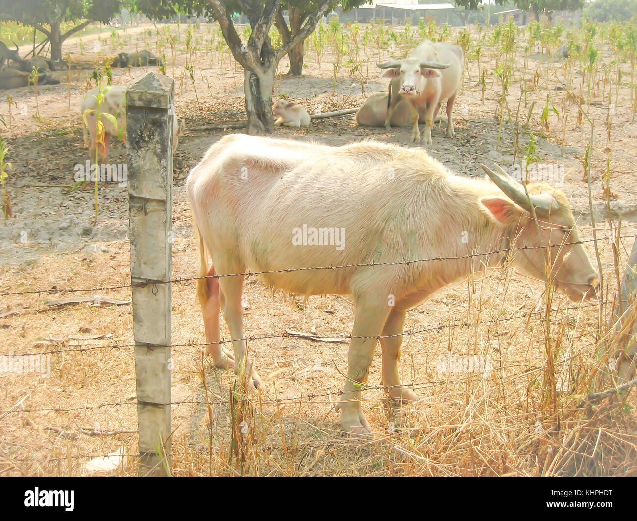 old buffalo on the farm Stock Photo - Alamy