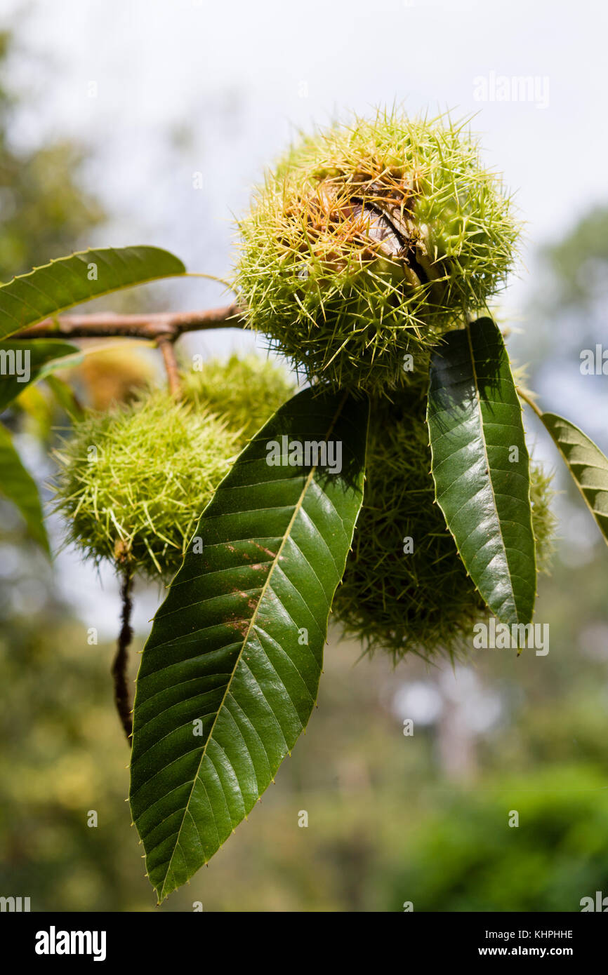 Castanheiro hi-res stock photography and images - Alamy