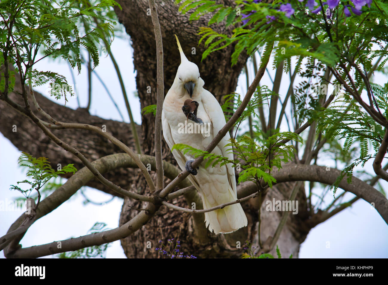 A sulfur-crested cockatoo on a tree Stock Photo - Alamy