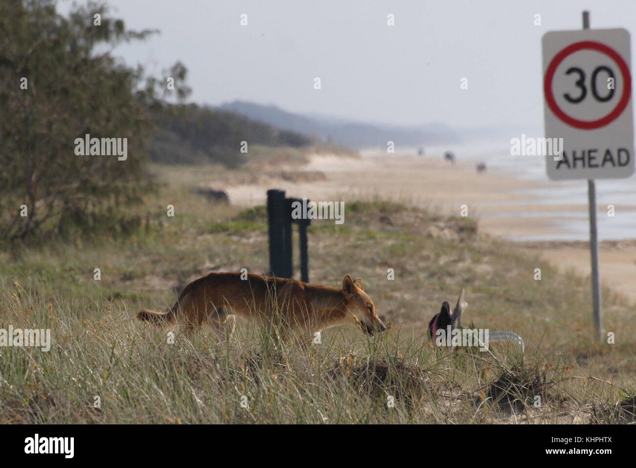 Dingo passing a 30 km per h road sign on Fraser Island, Australia Stock ...