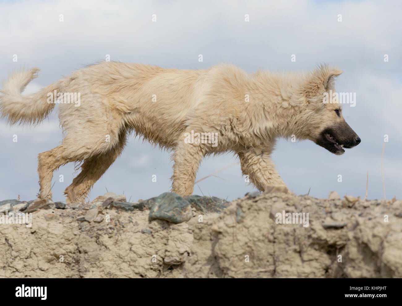 Altai Dog Stock Photos & Altai Dog Stock Images - Alamy