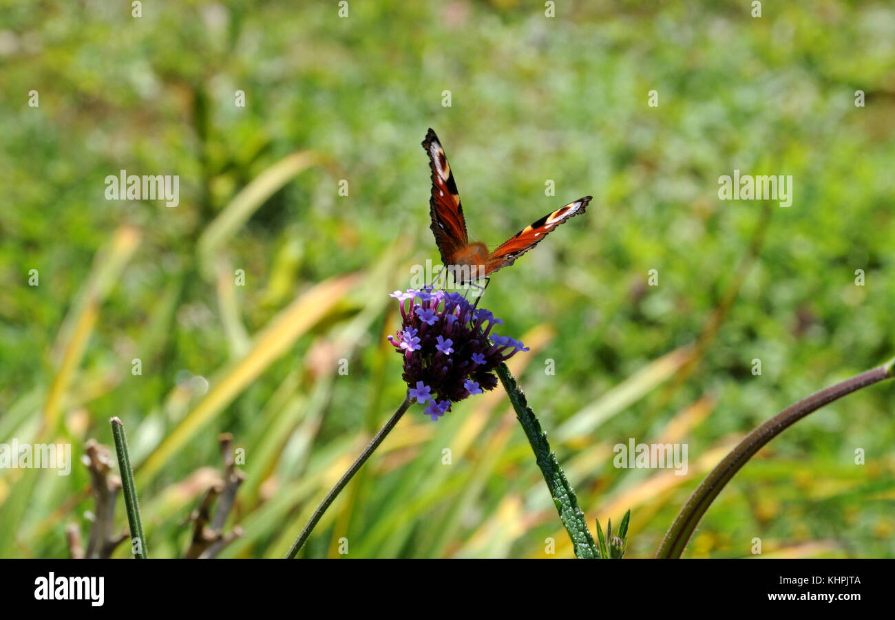 european peacock sitting on vervain blossom Stock Photo - Alamy