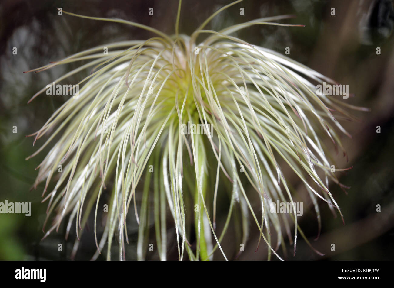 gleaming fruits of a clematis Stock Photo - Alamy