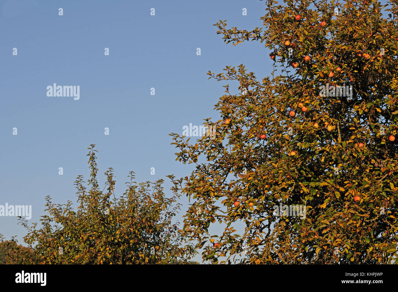 apples at tree Stock Photo - Alamy