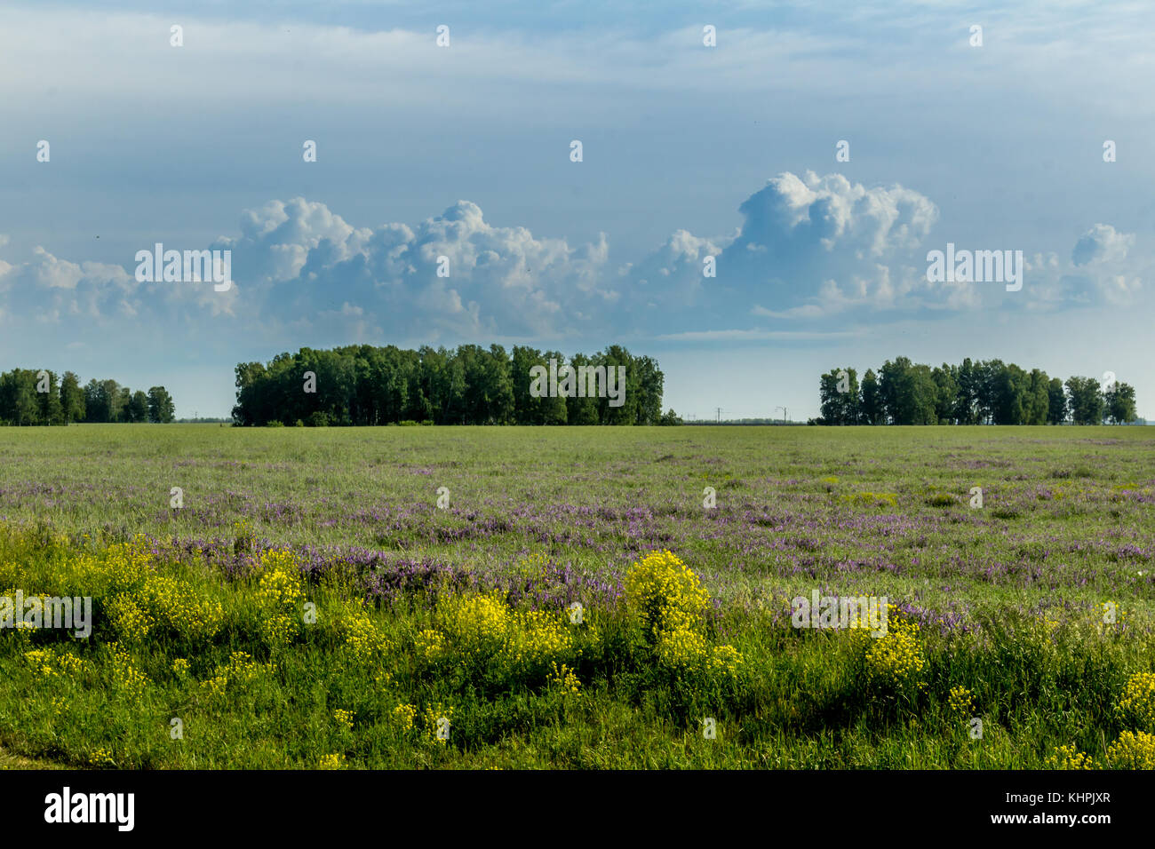 Field in June Stock Photo - Alamy
