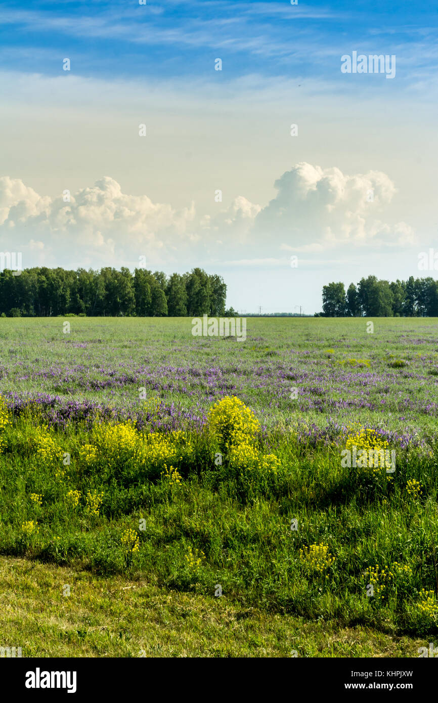 June grass hi-res stock photography and images - Alamy