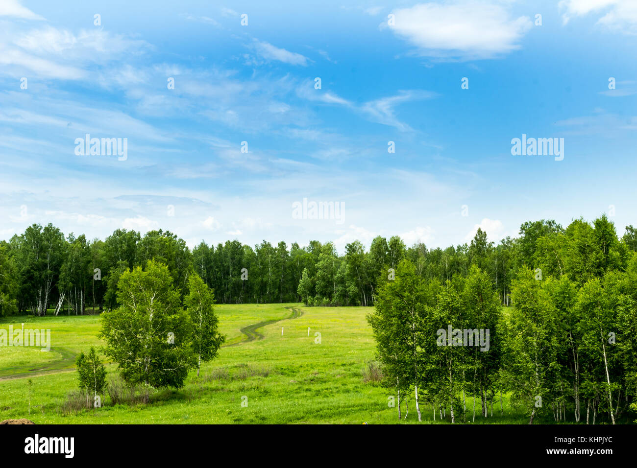 Field in June Stock Photo - Alamy