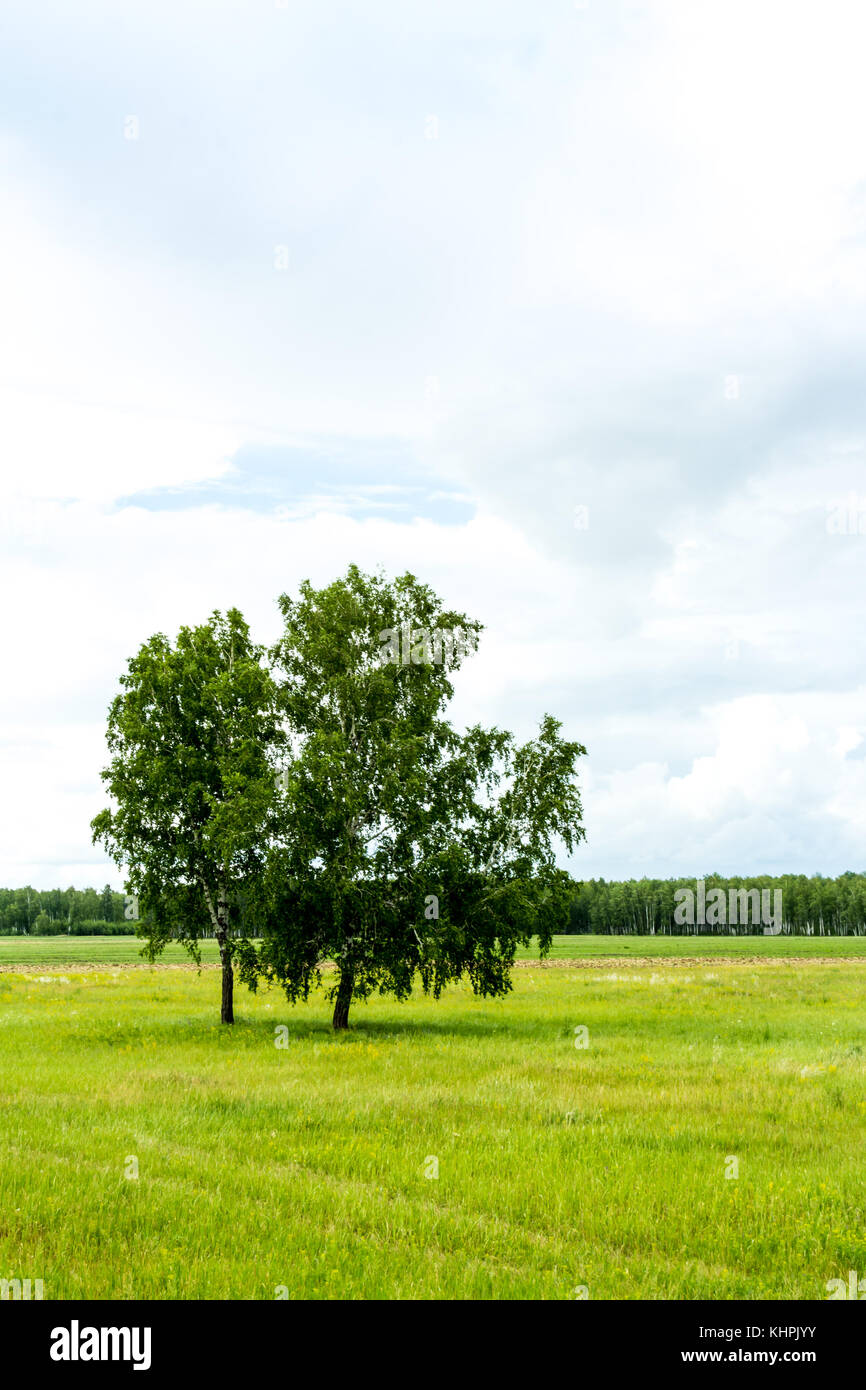 Field in June Stock Photo - Alamy