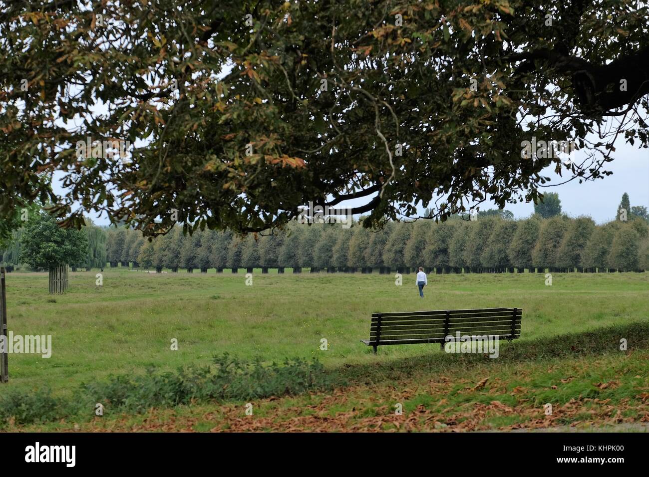 home park in autumn surrey Stock Photo - Alamy