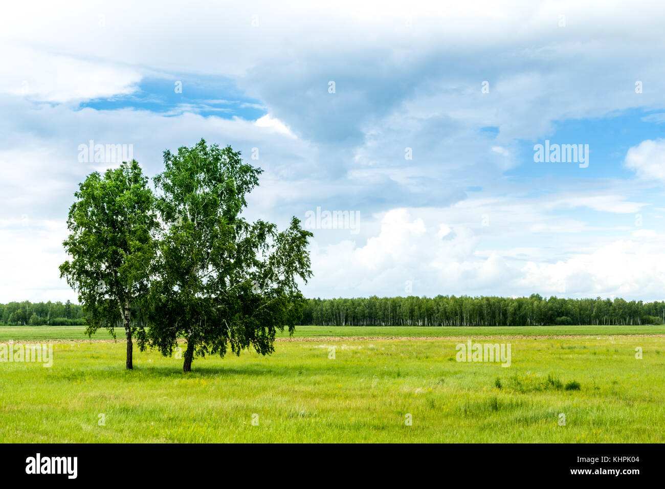 Field in June Stock Photo - Alamy