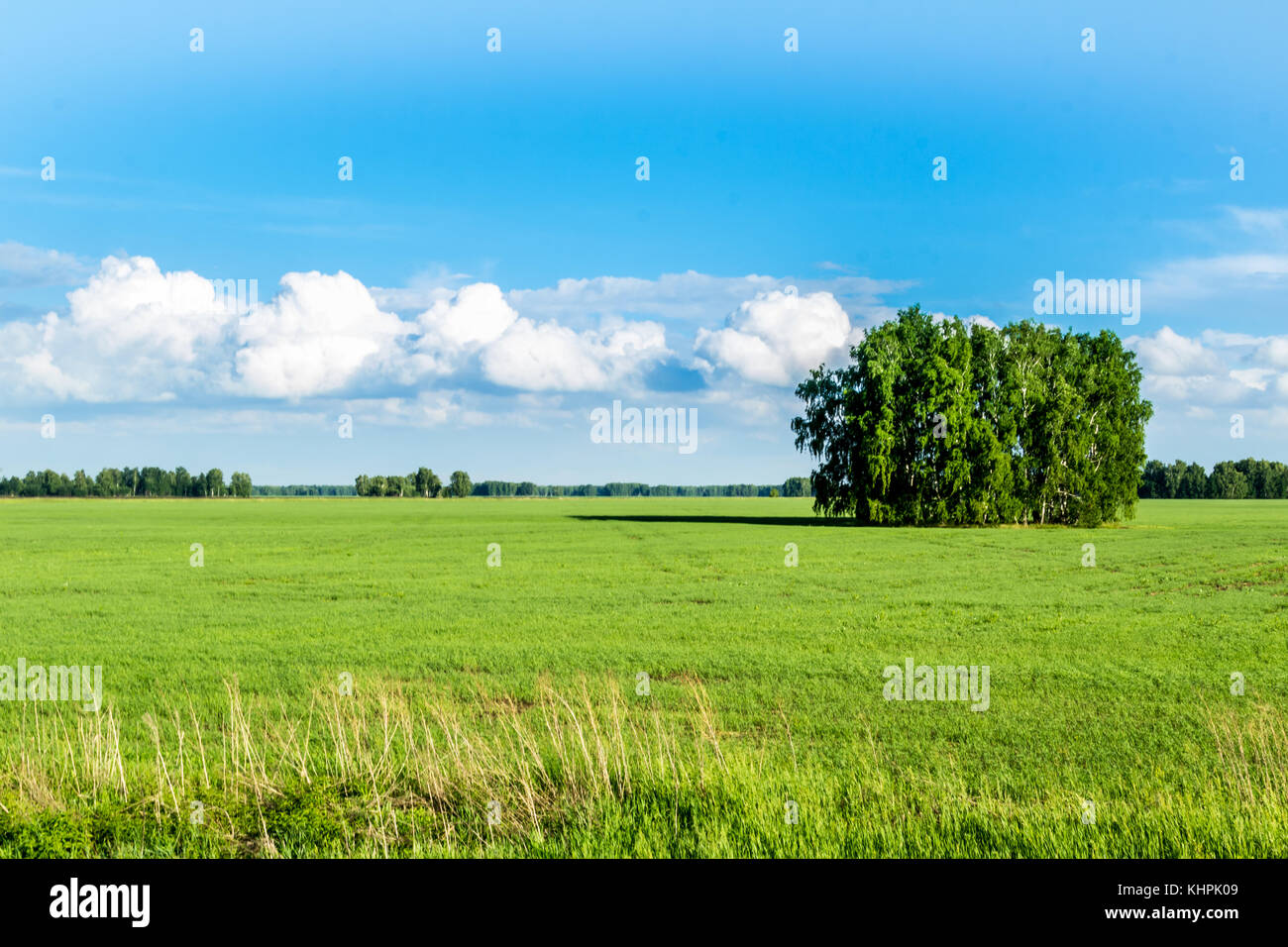 Weeds and flowers hi-res stock photography and images - Alamy
