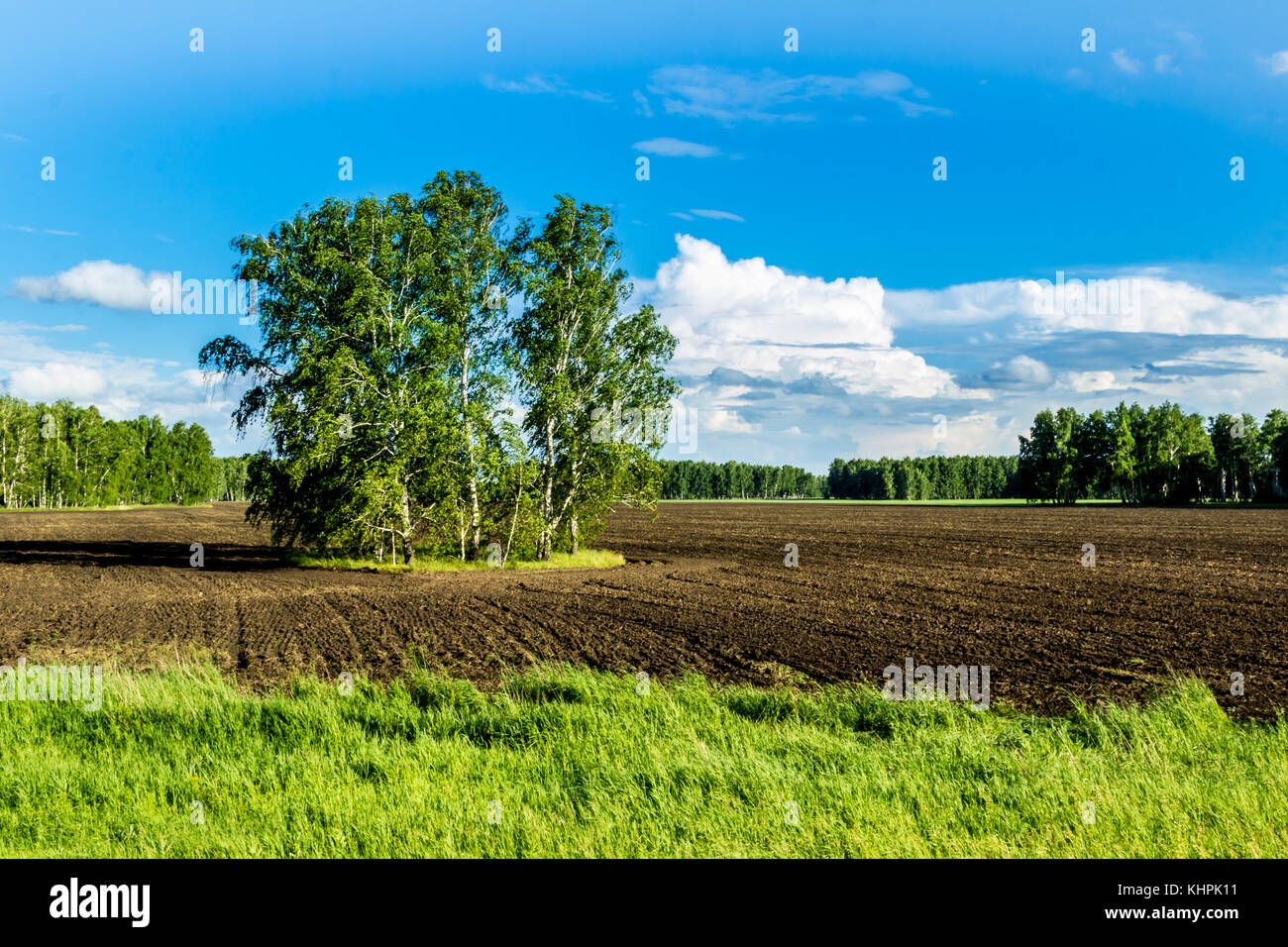 Field in June Stock Photo - Alamy