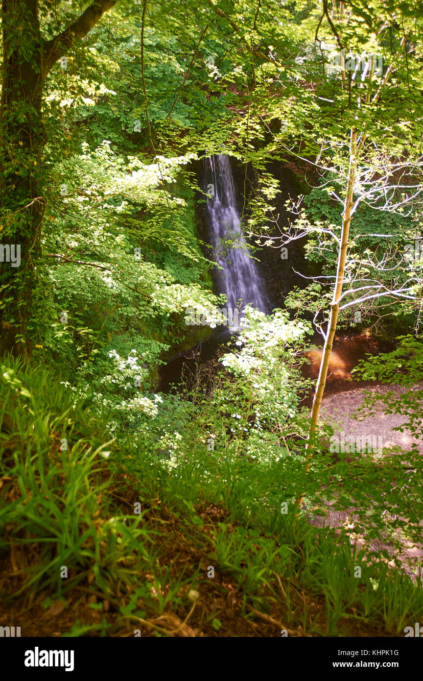 Falling Foss waterfall through green woodland foliage, North York Moors ...