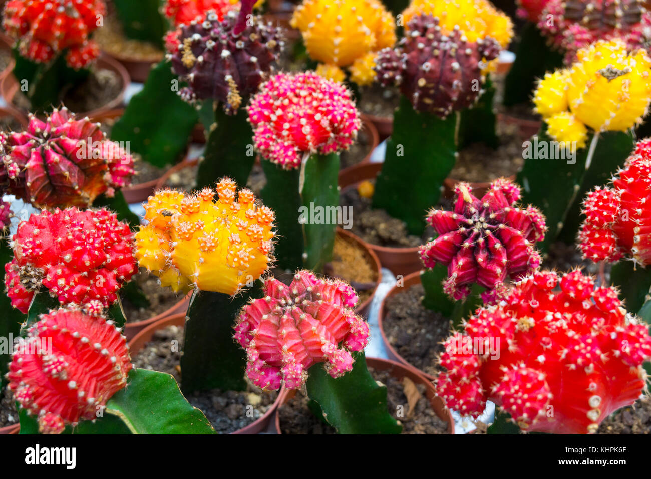 Cactus for sale hi-res stock photography and images - Alamy