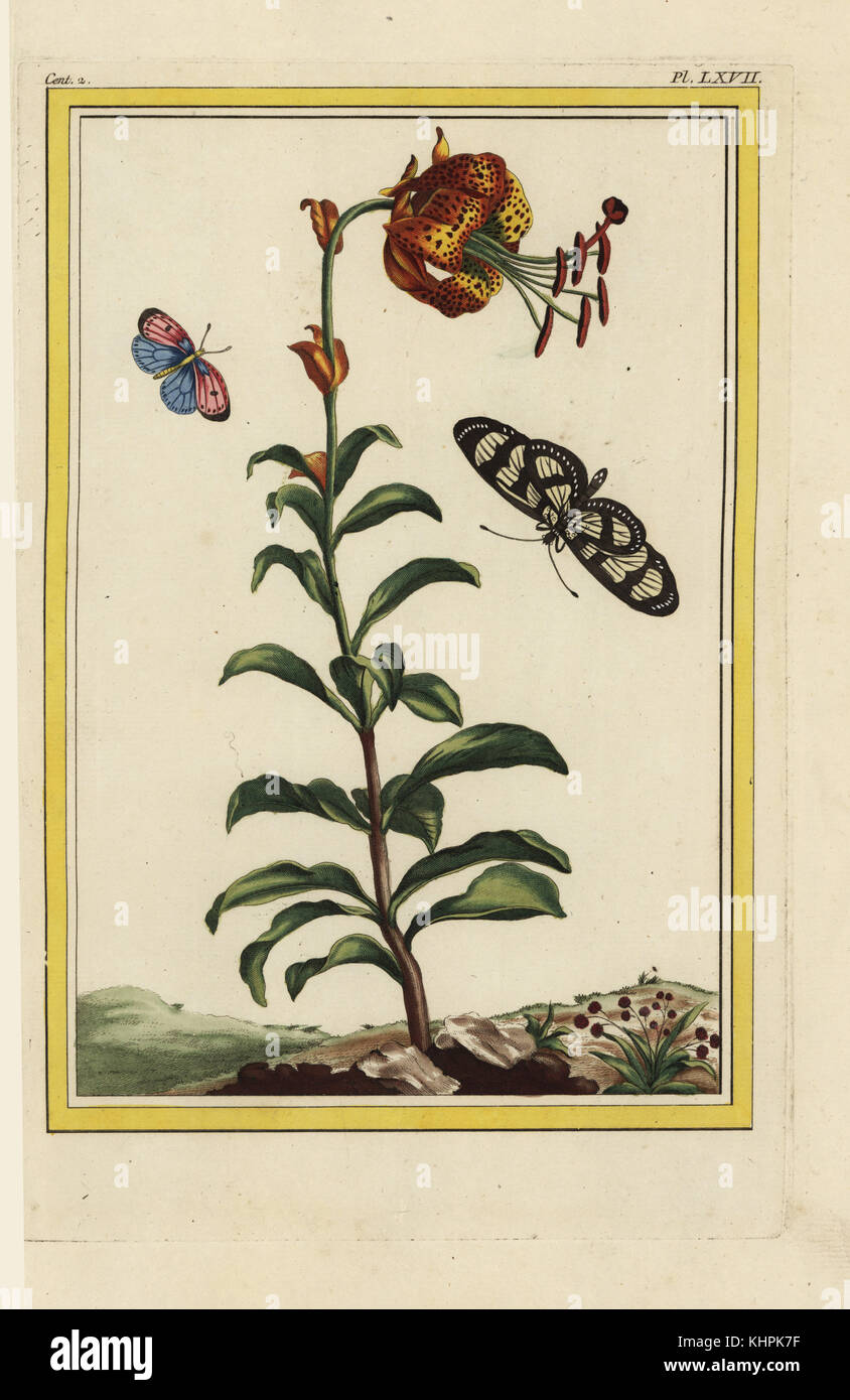 Le Lys de Philadelphie. Philadelphia lily, Lilium philadelphicum ...