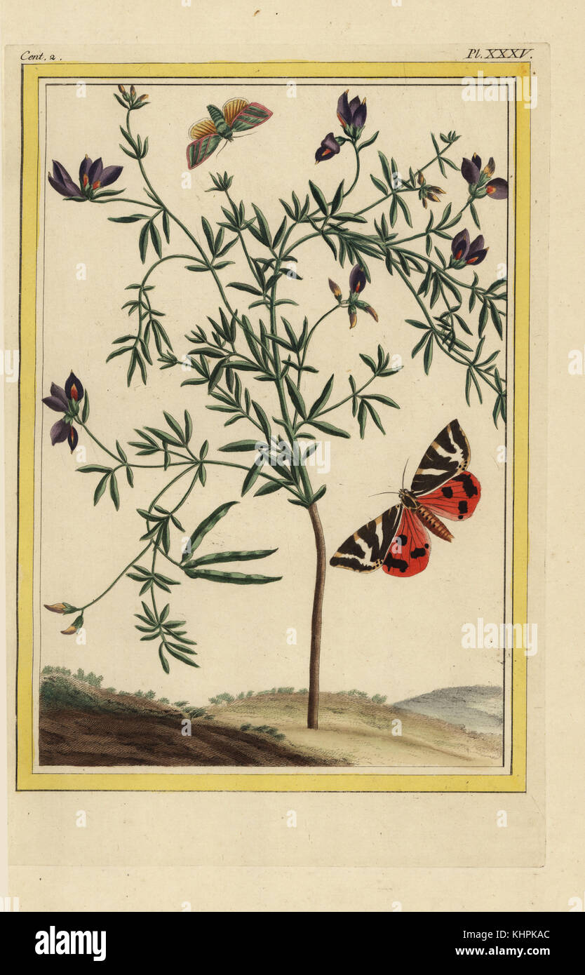 Le Lotier de St. Jacques. Black-flowered lotus, Lotus jacobaeus, and ...