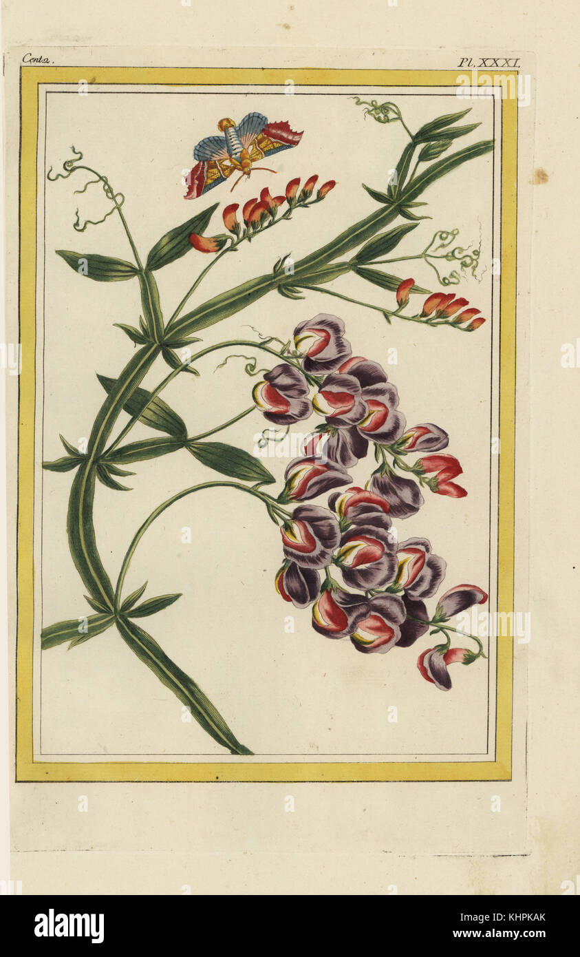 Fleurs de lathyrus latifolius hi-res stock photography and images - Alamy