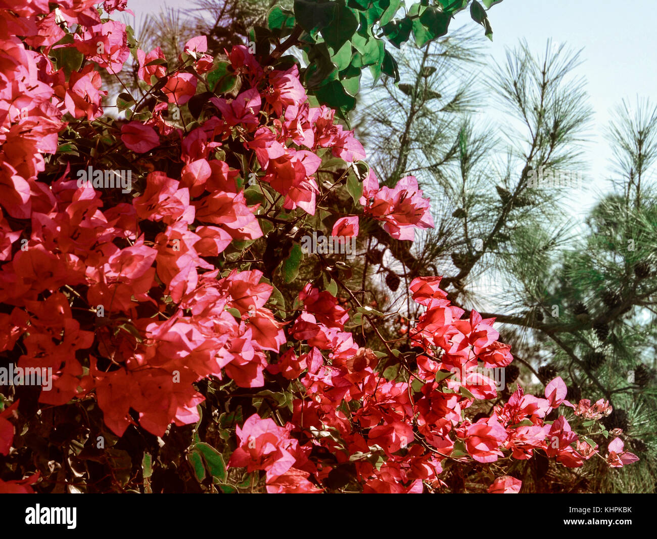 Bougainvillea landscape hi-res stock photography and images - Alamy