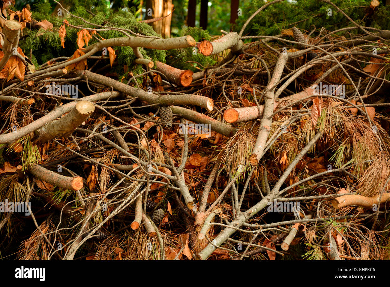 Pruned dry trees, tree branch Stock Photo - Alamy