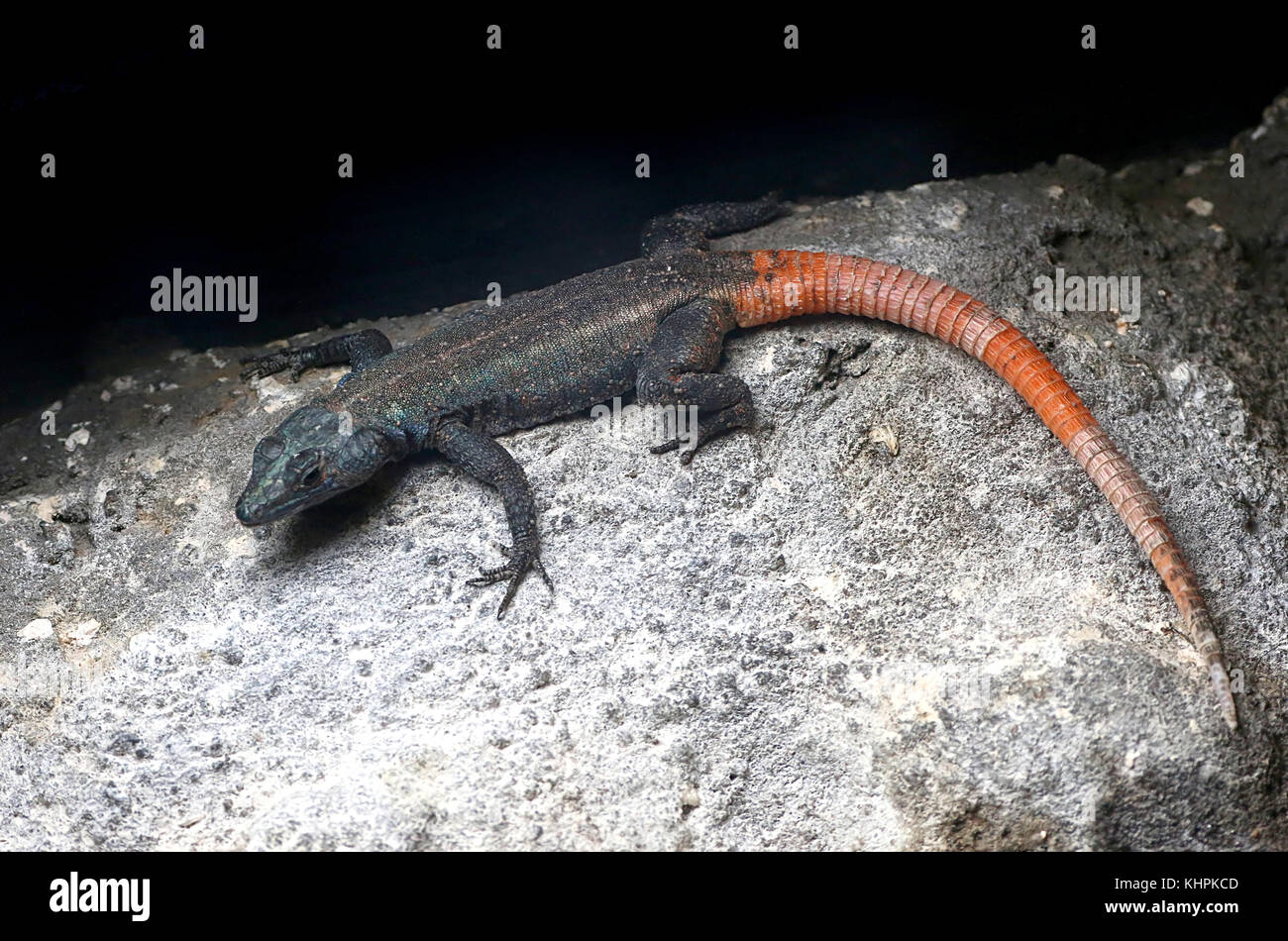 Male Lebombo flat lizard (Platysaurus lebomboensis Stock Photo - Alamy