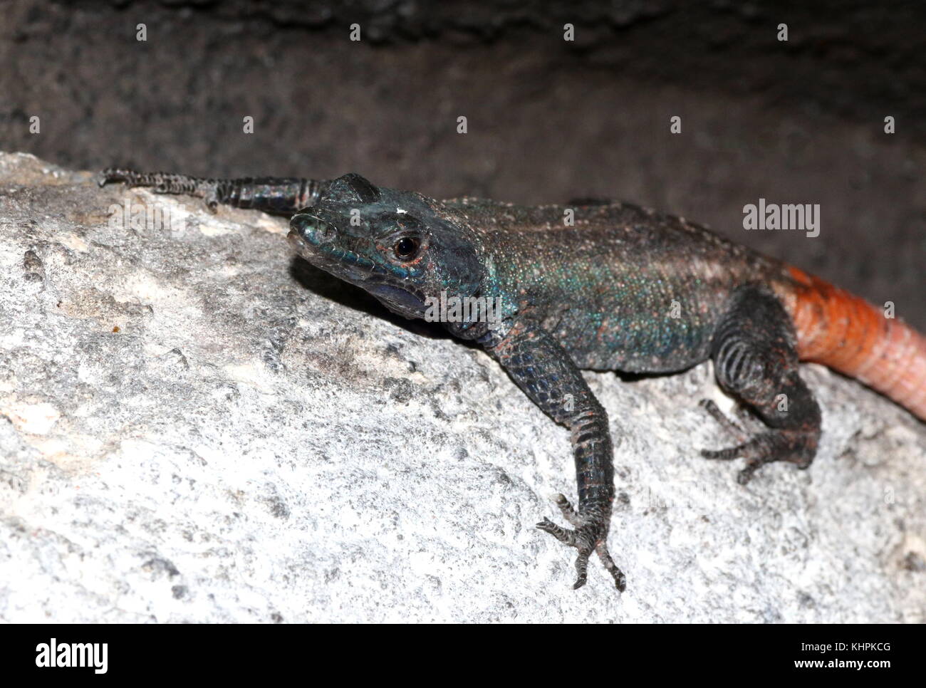 Lebomboensis High Resolution Stock Photography and Images - Alamy