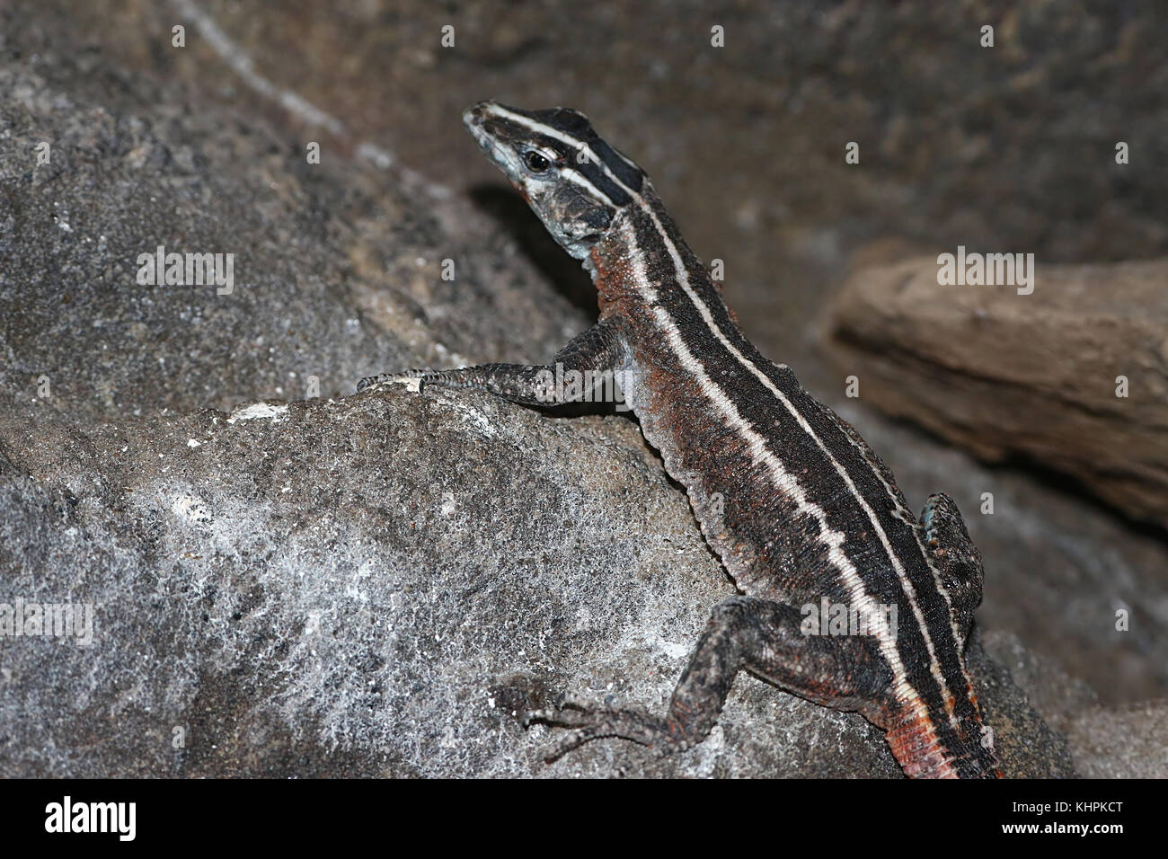 Female Lebombo flat lizard (Platysaurus lebomboensis Stock Photo - Alamy