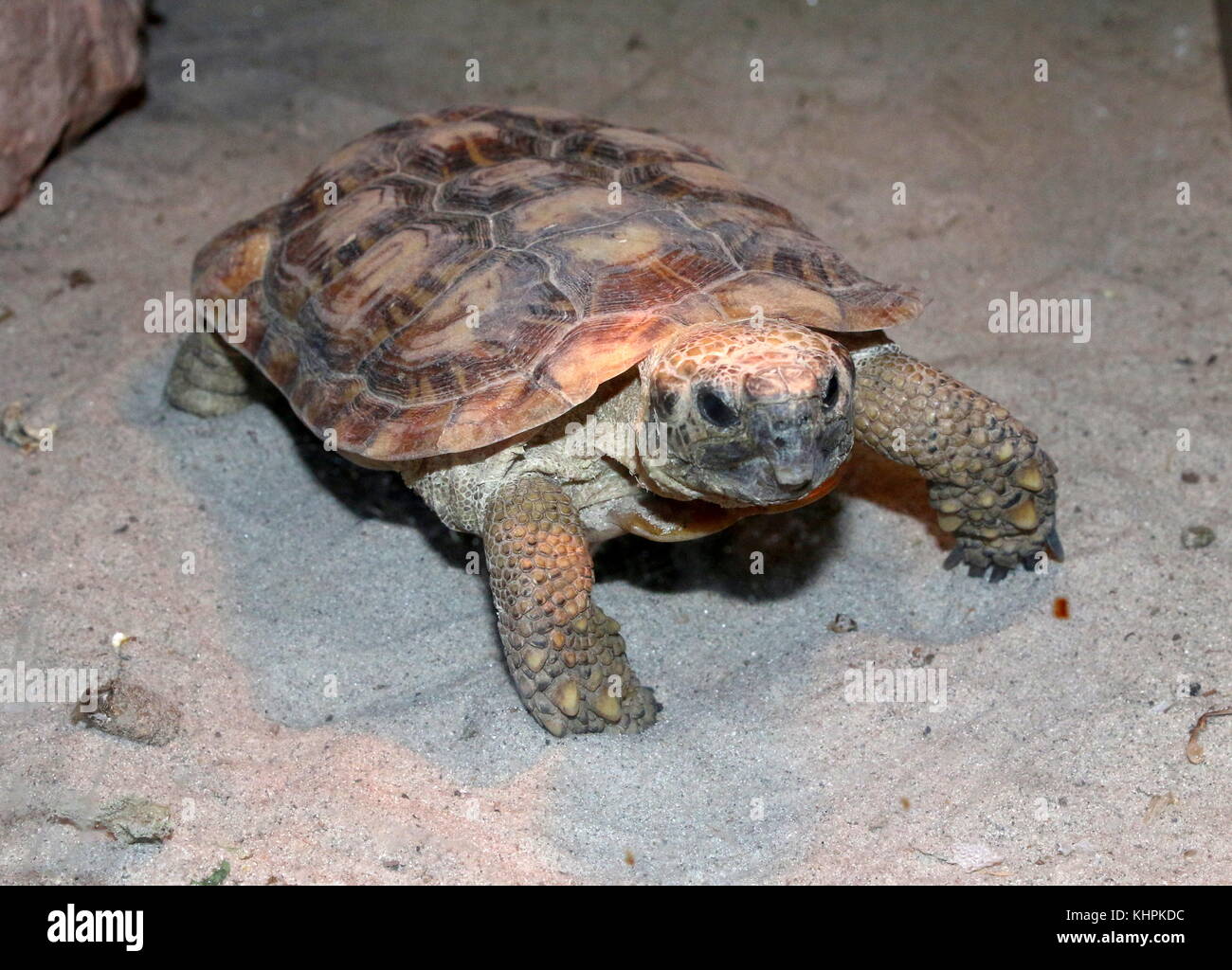 African Pancake tortoise (Malacochersus tornieri, Testudo tornieri ...