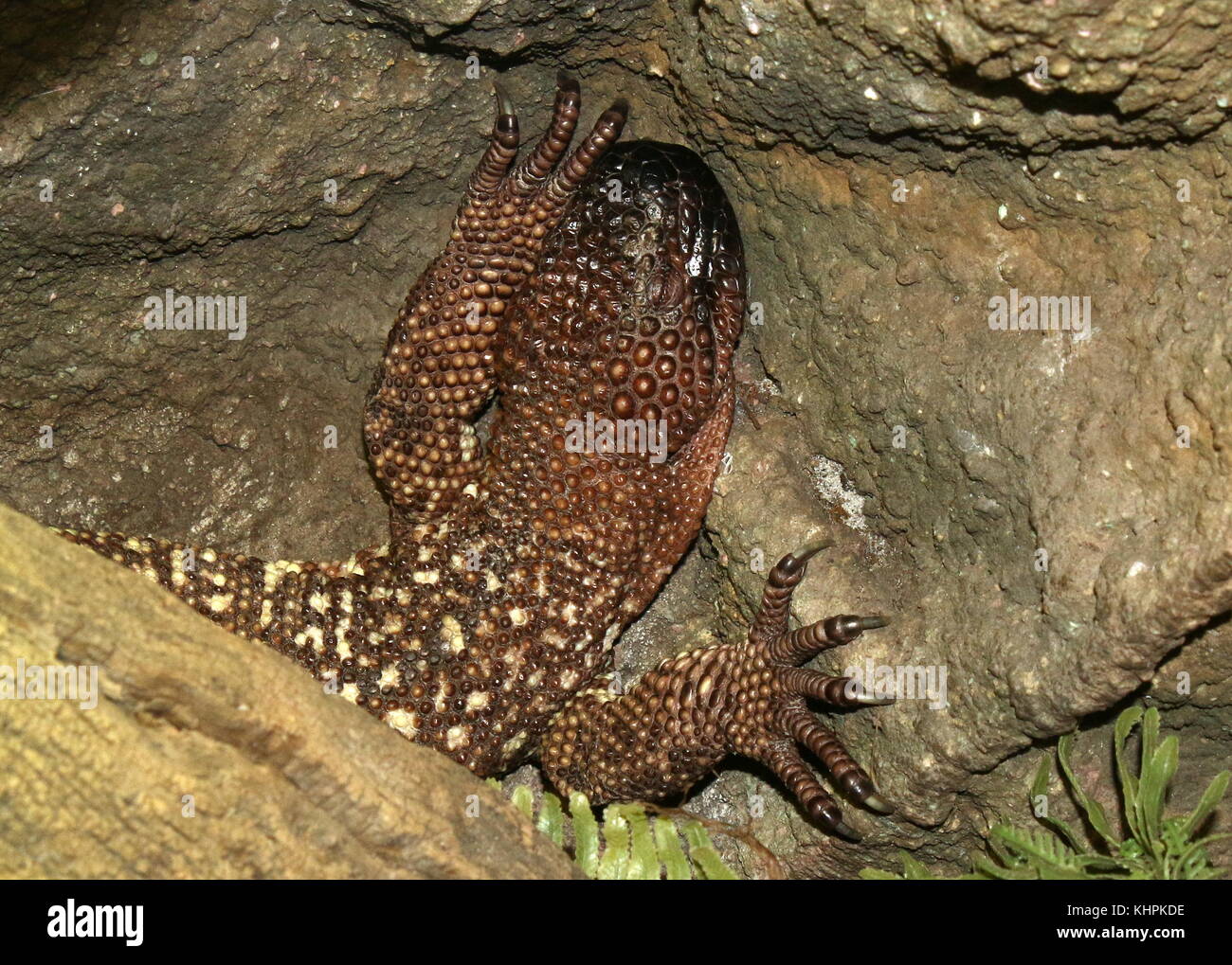 Mexican beaded lizard (Heloderma horridum exasperatum), a.k.a. Rio ...