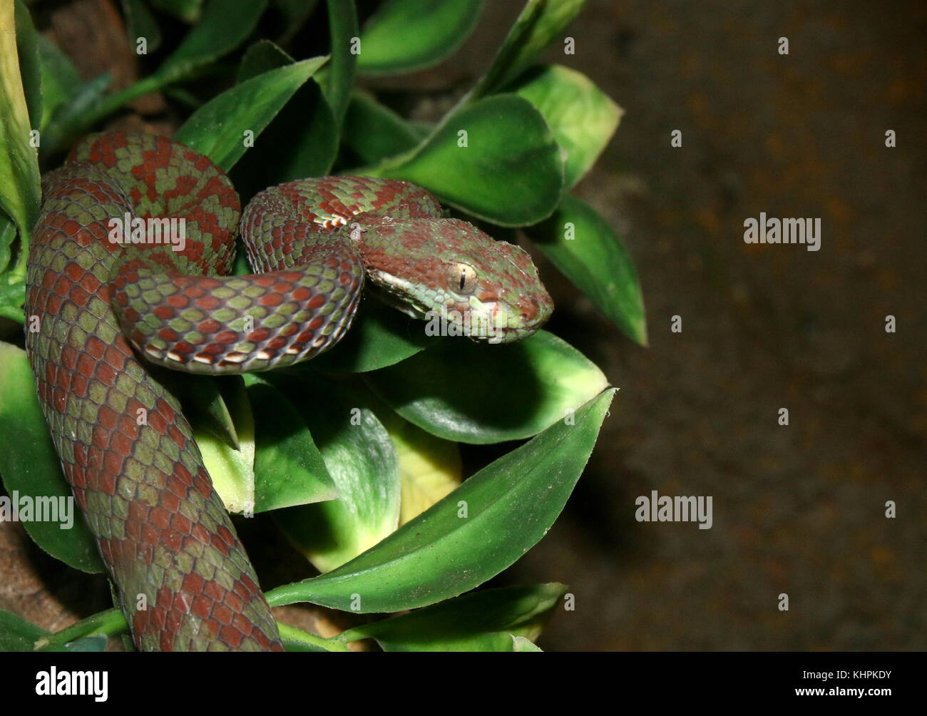 Kanchanaburi pit viper hi-res stock photography and images - Alamy
