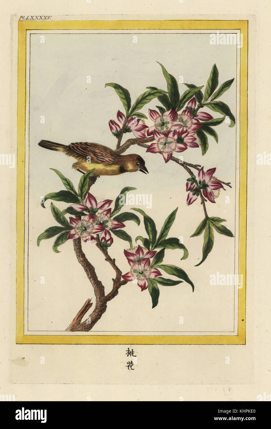 Le Pecher de la Chine. Peach tree in blossom, Prunus persica ...