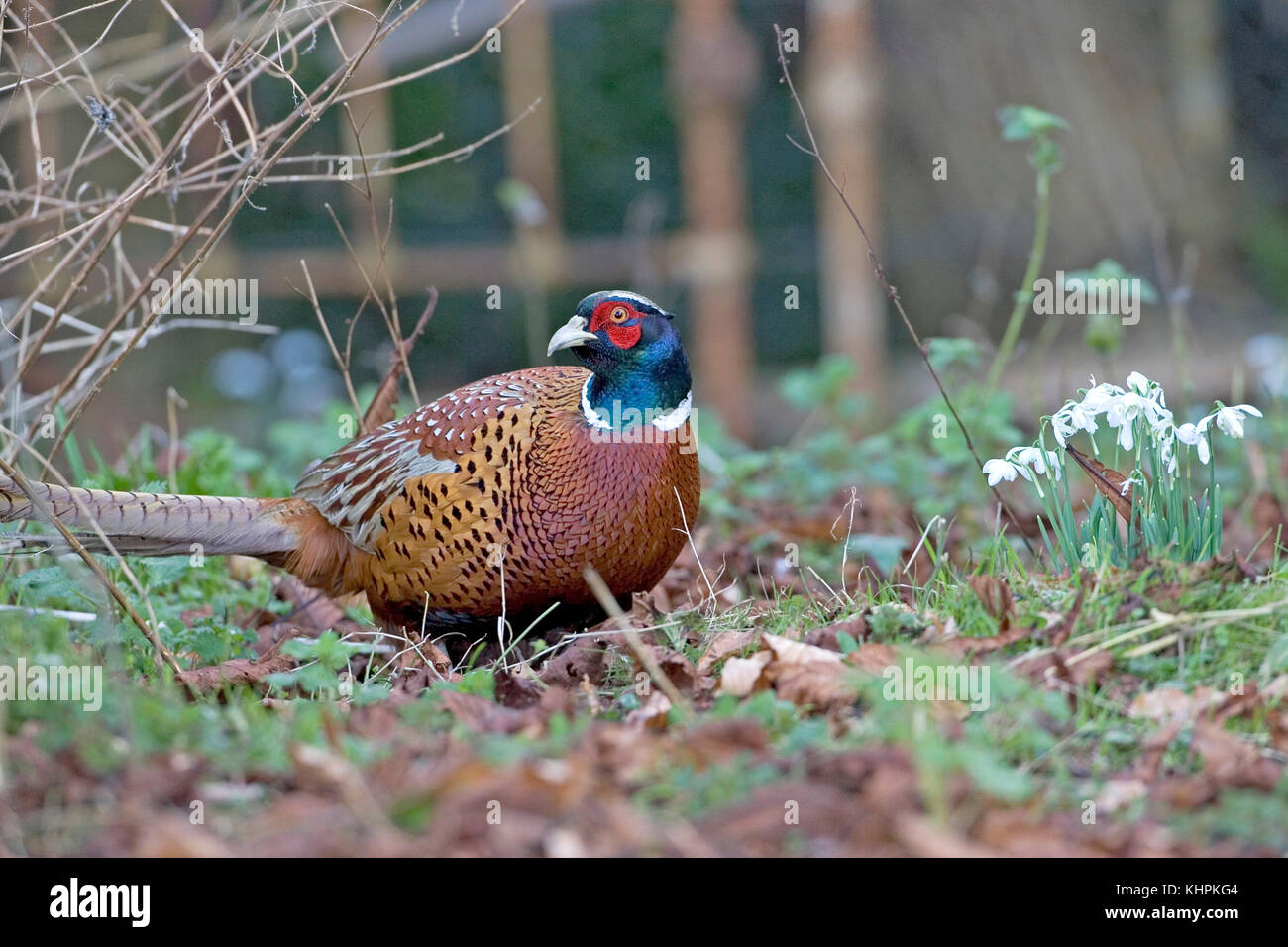 Common pheasant Phasianus colchicus male in breeding plumage near ...
