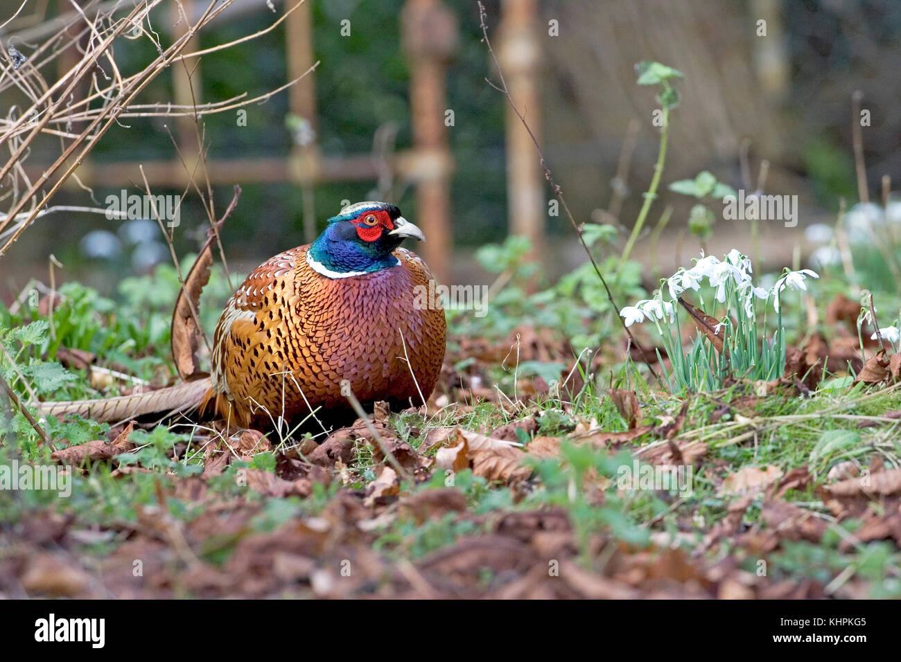 Common pheasant Phasianus colchicus male in breeding plumage near ...