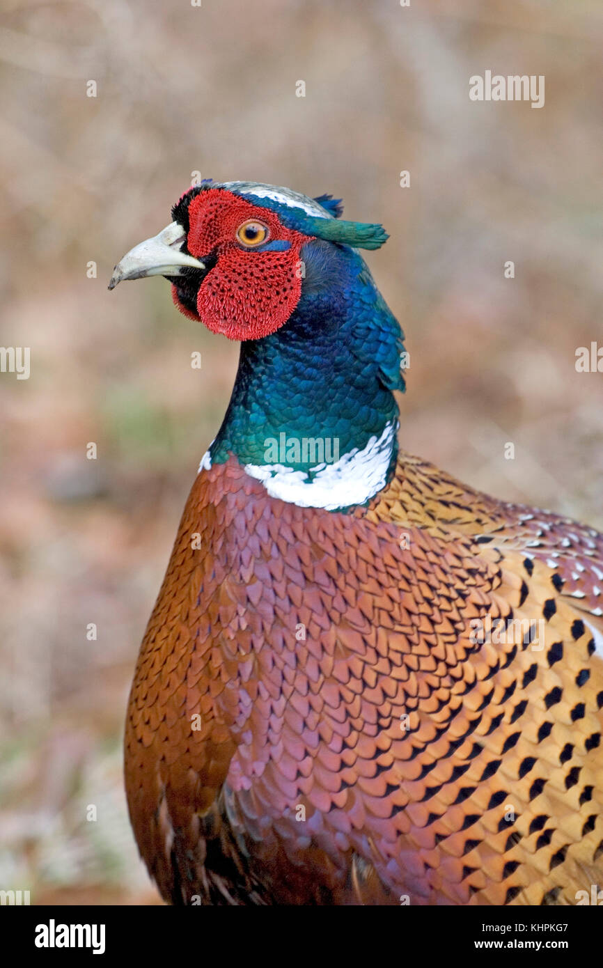 Common pheasant Phasianus colchicus male in breeding plumage near ...