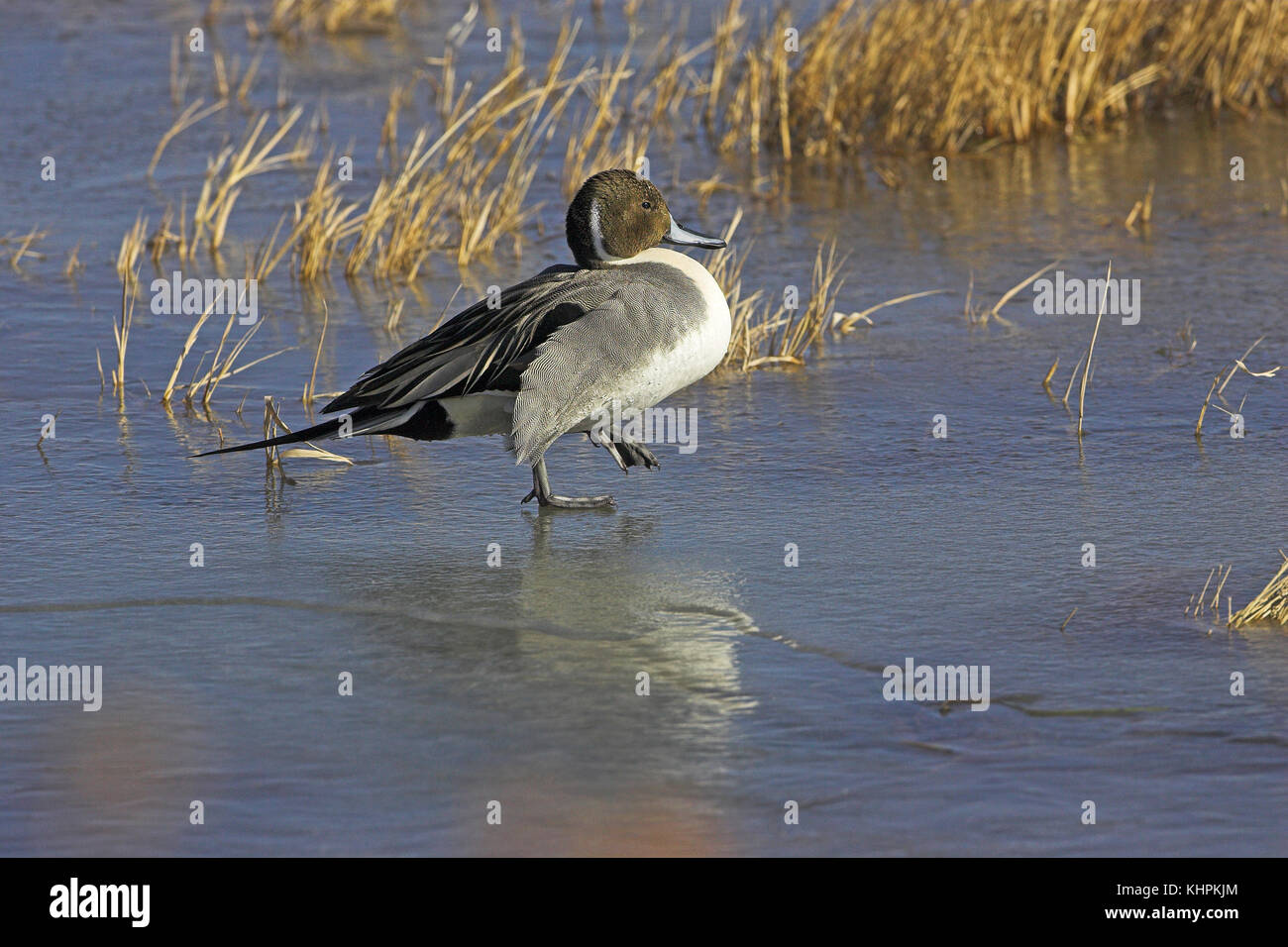 Northern pintail Anas acuta males standing on ice Bosque del Apache ...