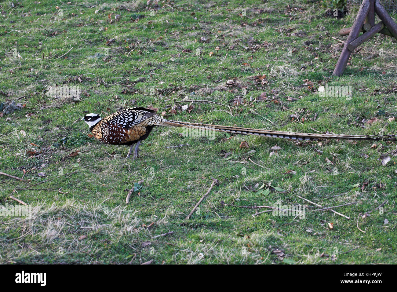 Reeve's pheasant Syrmaticus reevesii male near Ringwood Hampshire ...