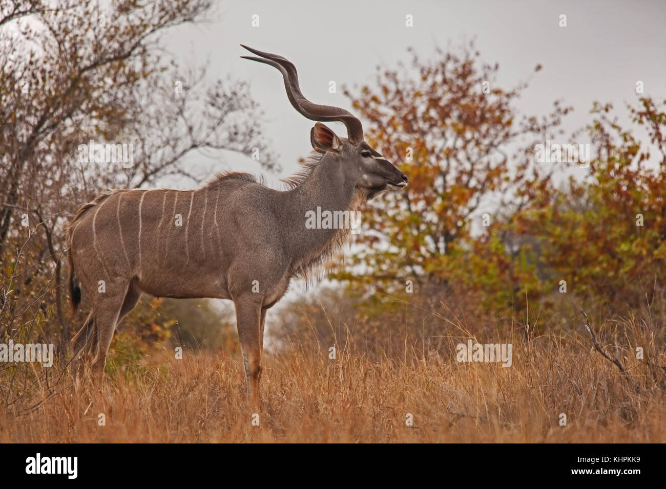 Greater Kudu (Tragelapus strepsiceros) bull photographed in Kruger ...
