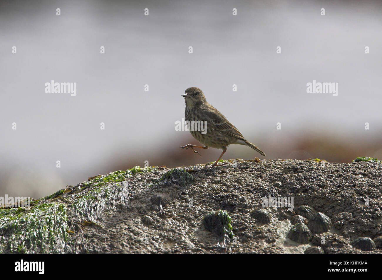 Rock pipit Anthus petrosus on coastal limestone rock Portland Dorset ...