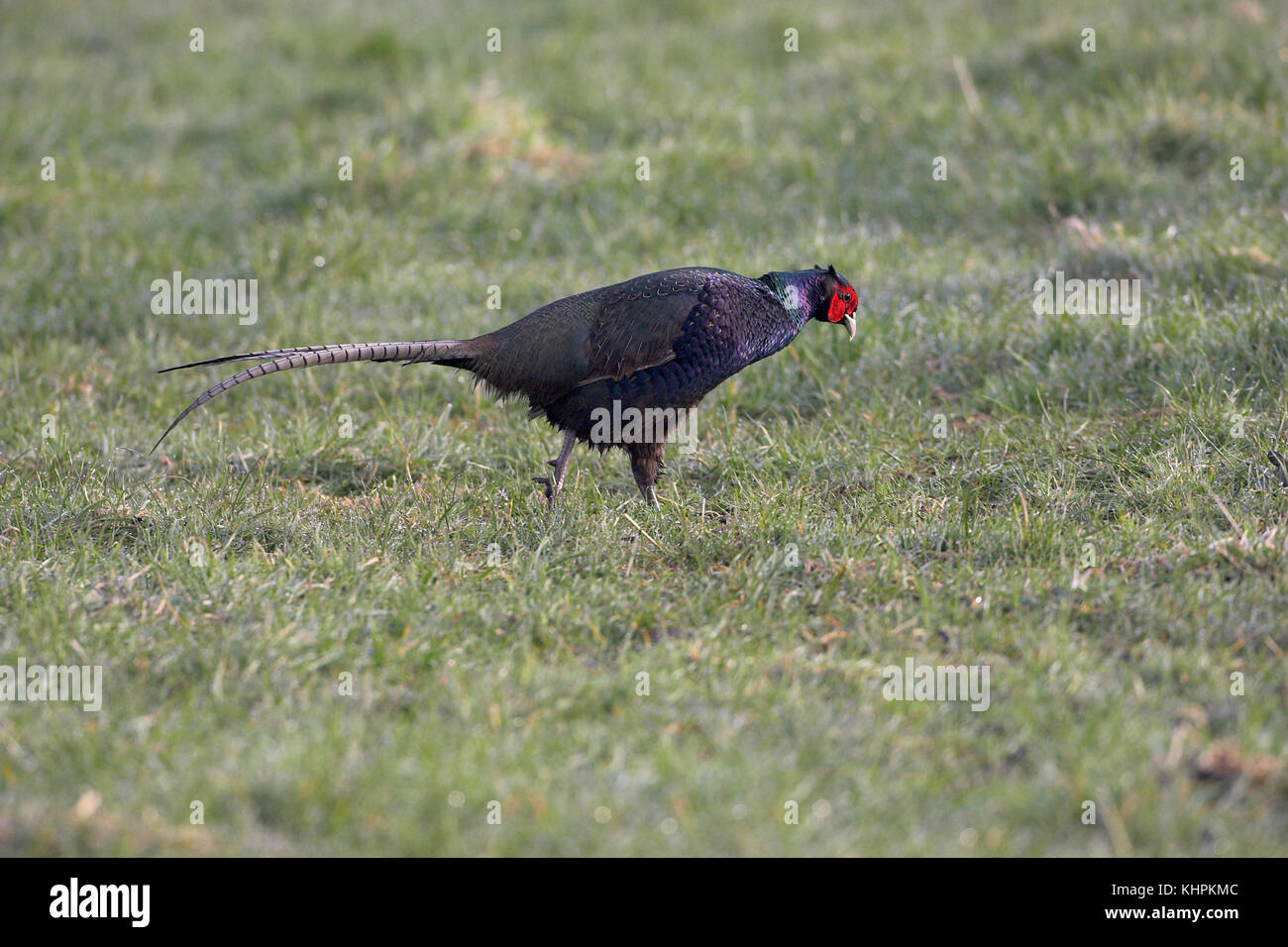 Common pheasant Phasianus colchicus near Kimmeridge Dorset England ...