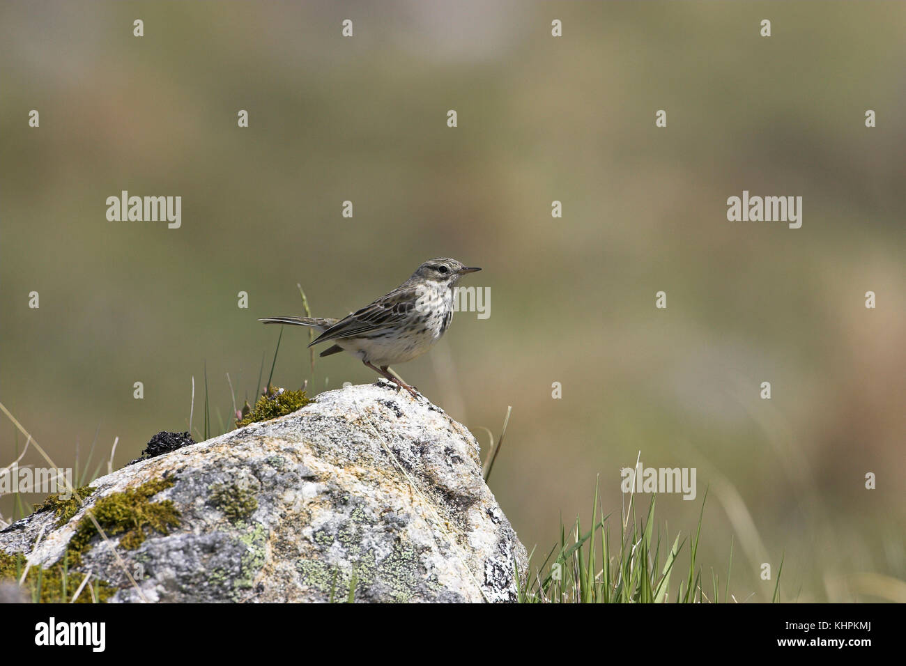 Anthus pratensis may hi-res stock photography and images - Alamy