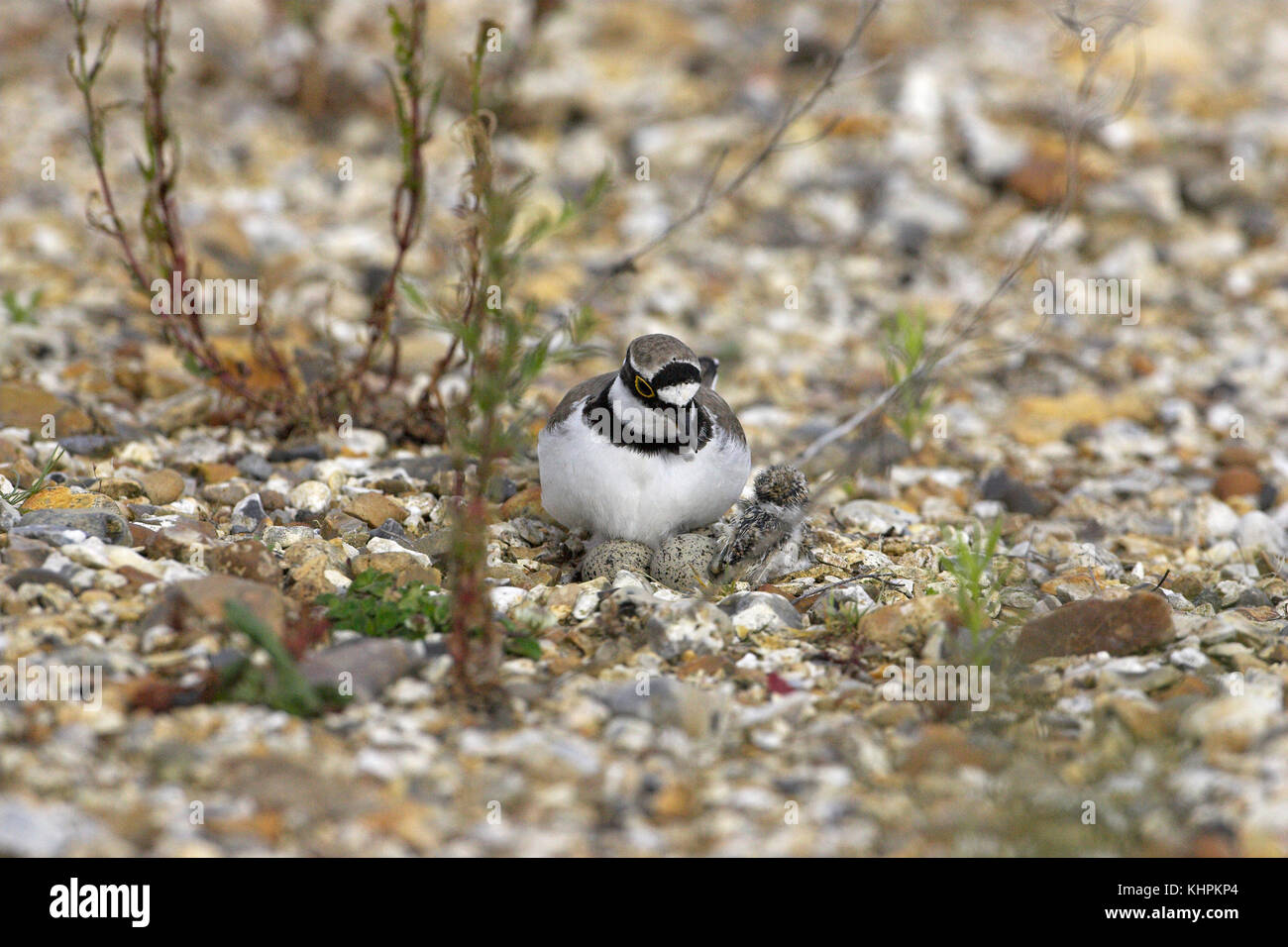 Little ringed plover Charadrius dubius at nest with eggs and one chick ...