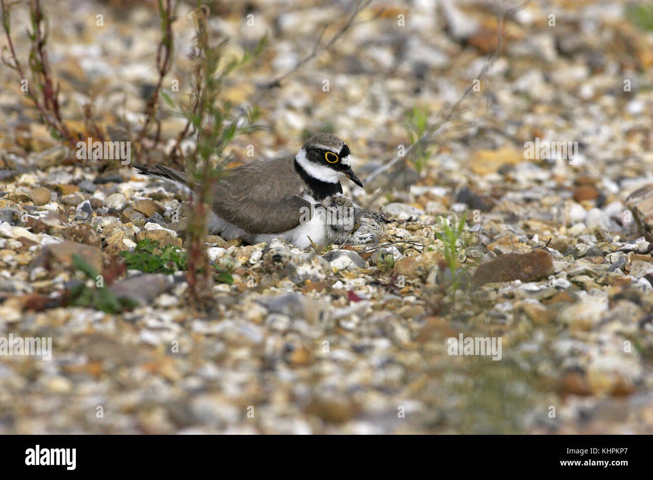 Little ringed plover Charadrius dubius at nest with eggs and one chick ...
