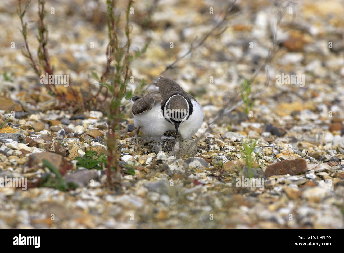 At nesnest hi-res stock photography and images - Alamy