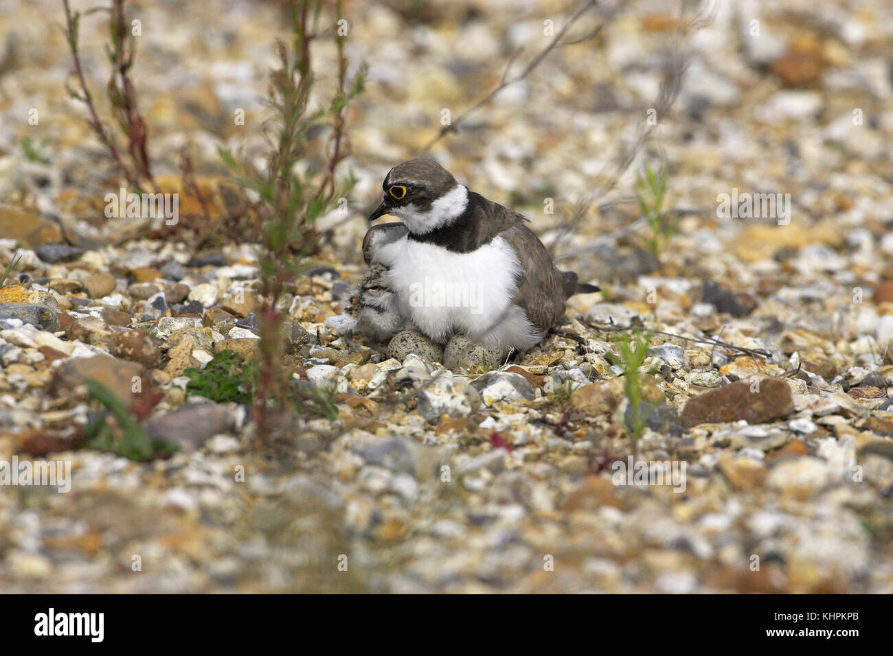 Little ringed plover Charadrius dubius at nest brooding chick Blashford ...