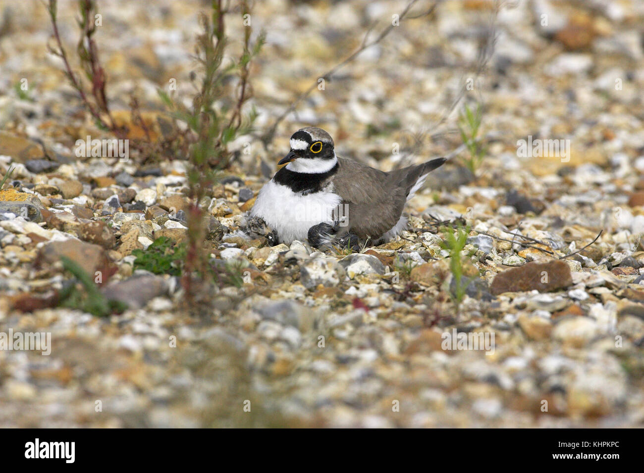 Little ringed plover Charadrius dubius brooding day old chick Blashford ...